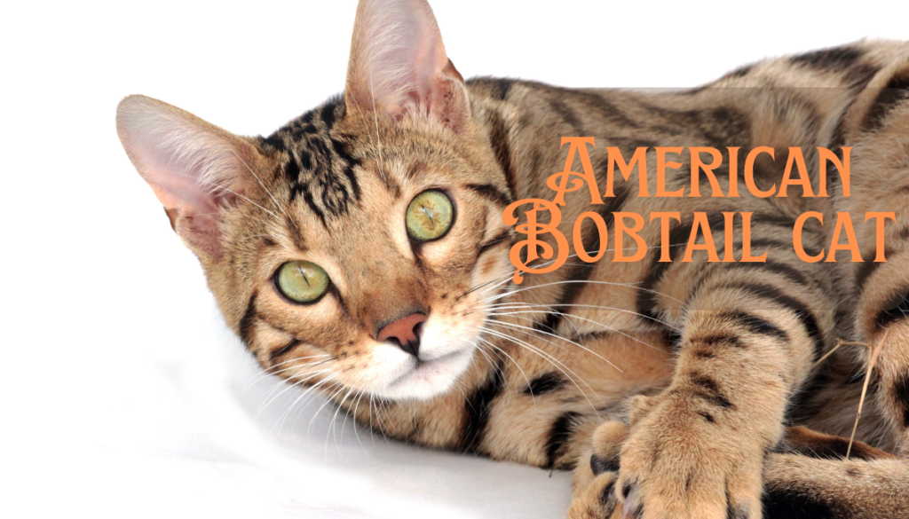 American Bobtail Cat Breed - petworldgdl.com