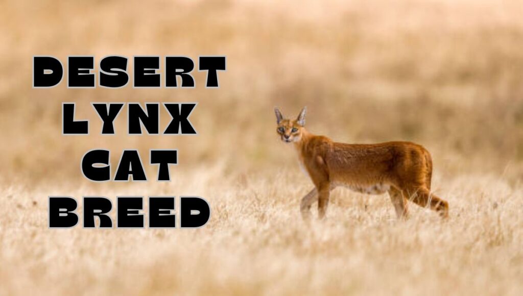 Desert lynx Cat Breed - petworldgdl.com