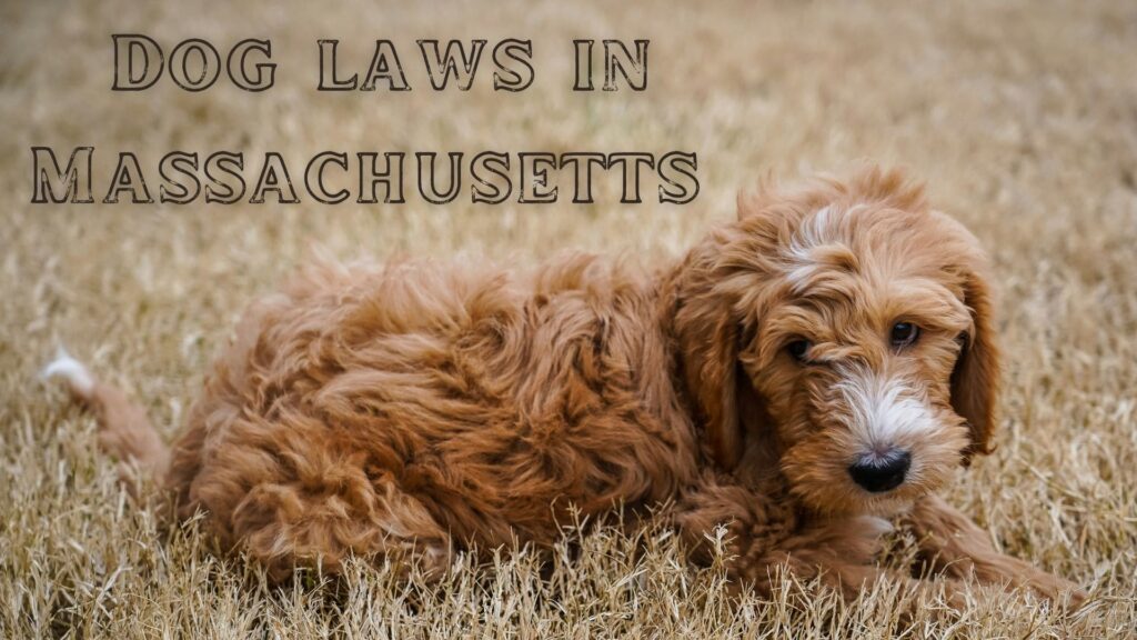Dog Laws In Massachusetts - petworldgdl.com