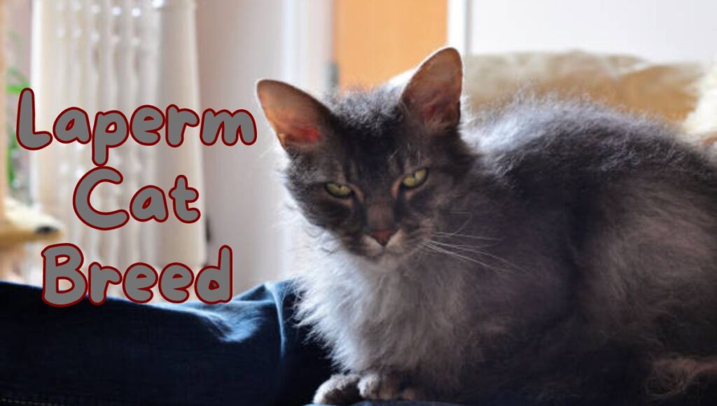 Laperm Cat Breed - petworldgdl.com