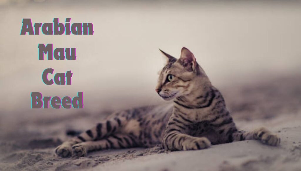 Arabian Mau Cat Breed - petworldgdl.com
